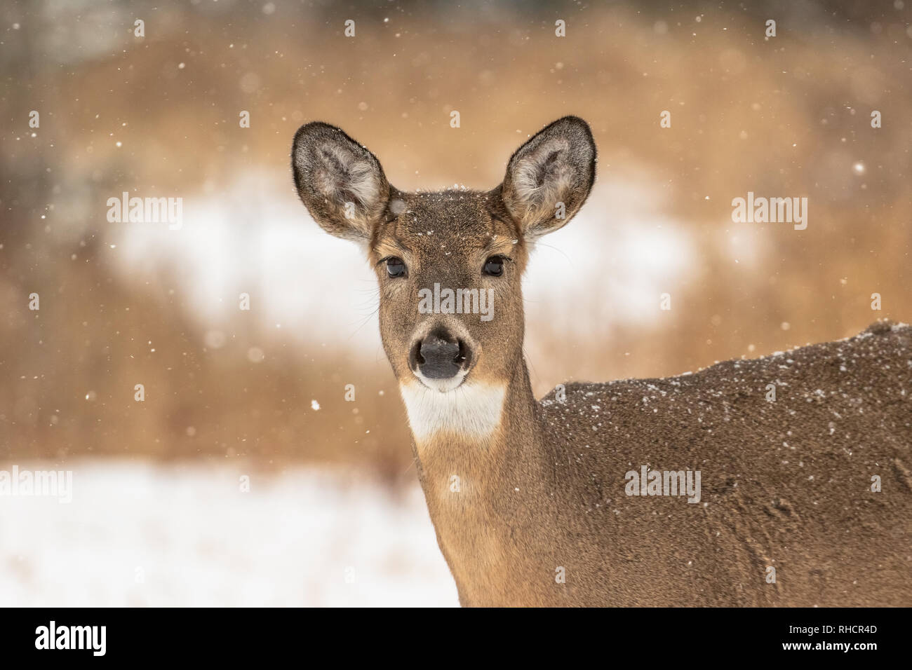 Light snow falling on a white-tailed doe in northern Wisconsin Stock ...