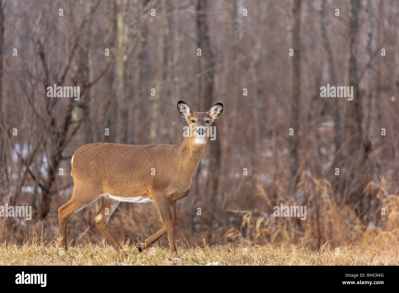 Female deer along in the woods hi-res stock photography and images - Alamy