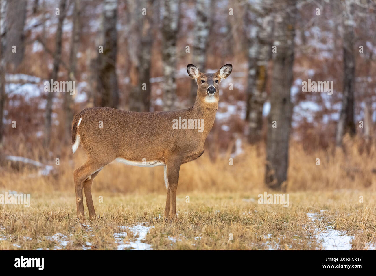 Large doe hi-res stock photography and images - Alamy