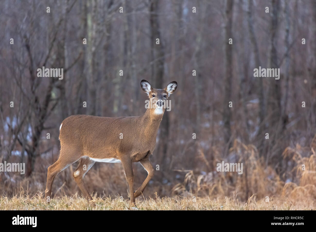 White-tailed doe walking along the forest's edge in northern Wisconsin ...