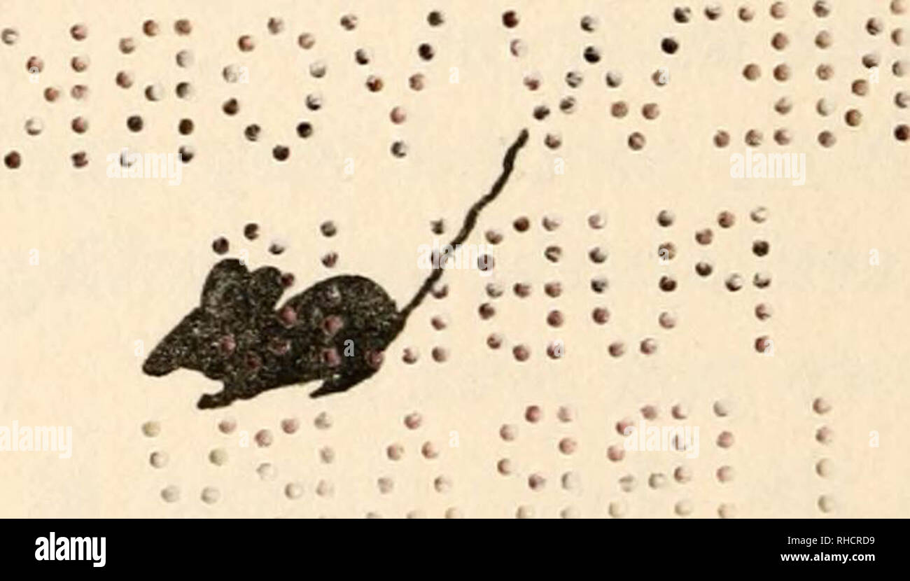 "Perez the Mouse" (1914 Stock Photo - Alamy