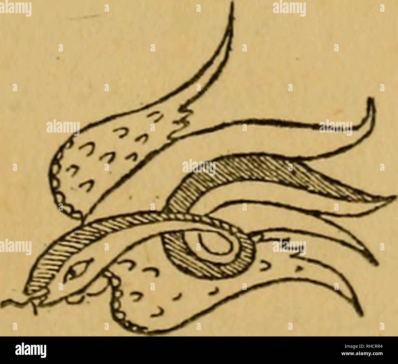 "The ban of the Bori; demons and demon-dancing in West and North Africa ...