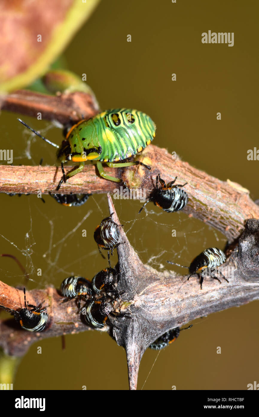 Tiny black beetles hi-res stock photography and images - Alamy