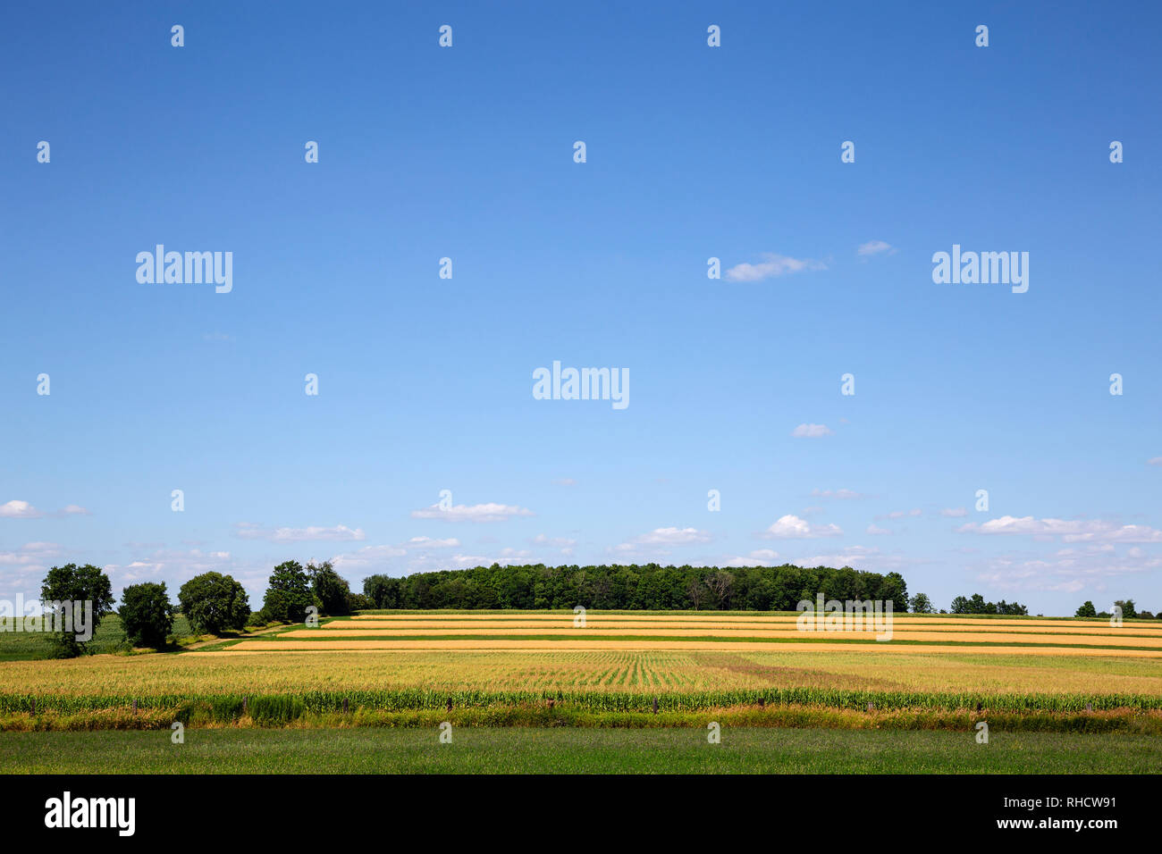 Cornfield in Guelph, Ontario, Canada Stock Photo - Alamy