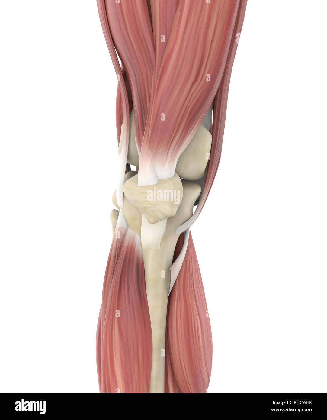 Knee Muscles Anatomy