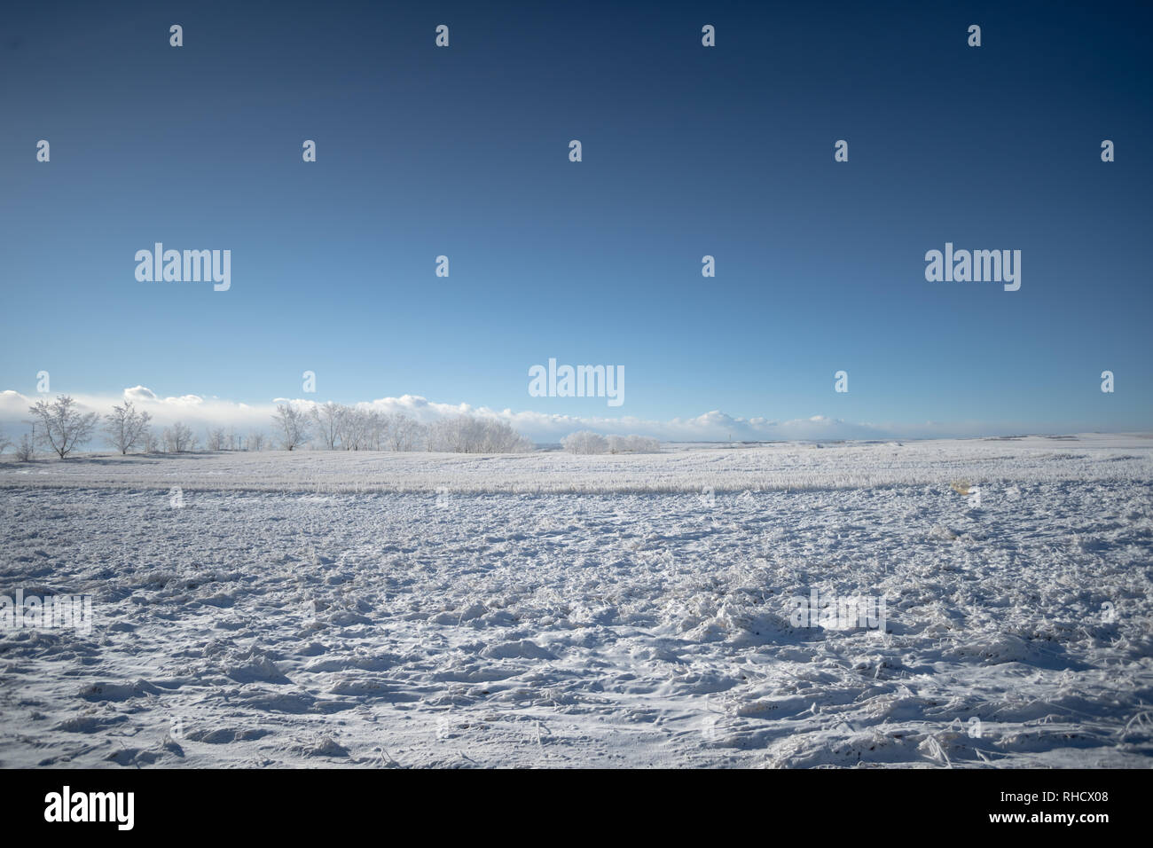 Calgary alberta canada trees covered hi-res stock photography and ...