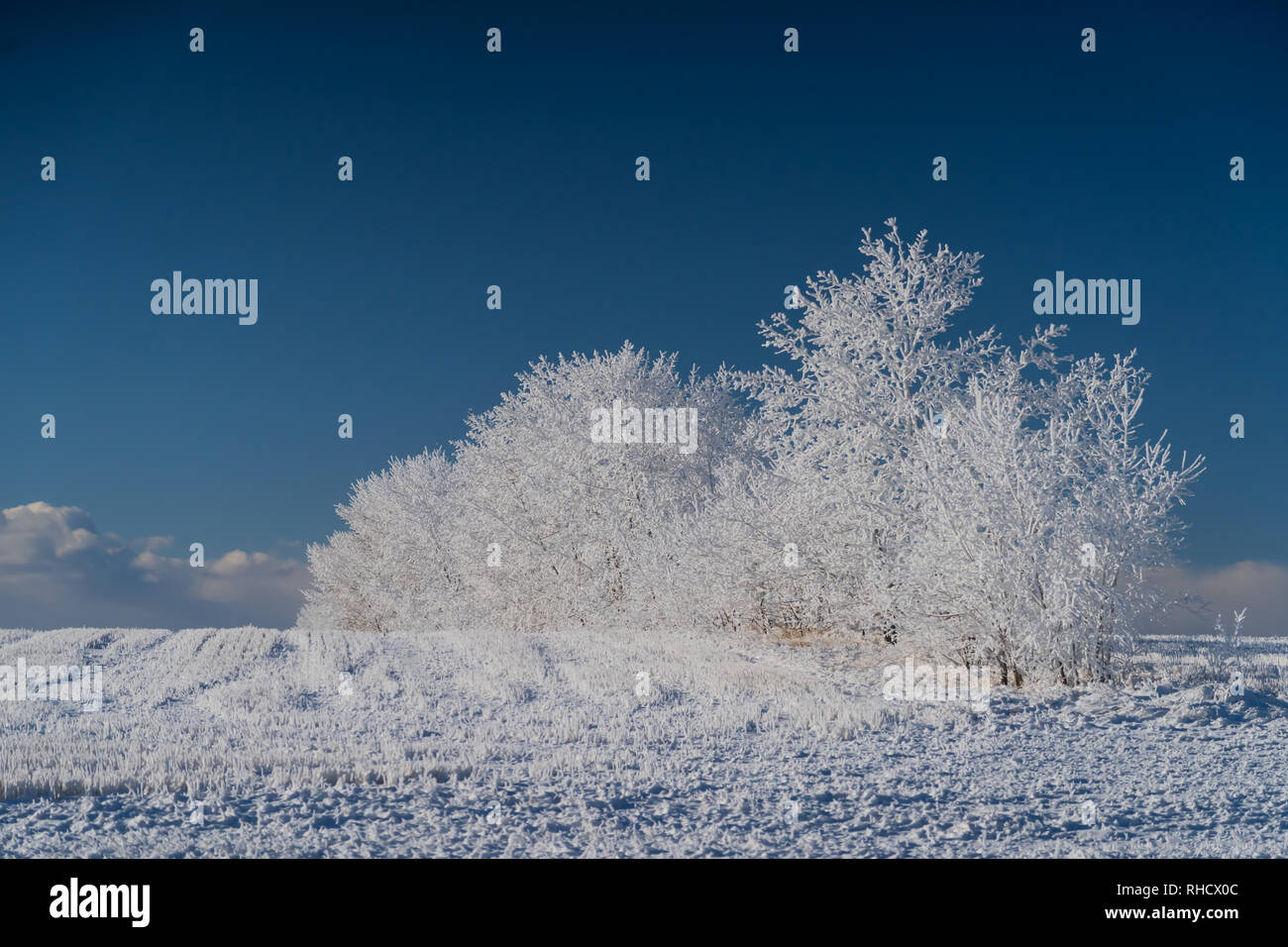 Calgary alberta canada trees covered hi-res stock photography and ...