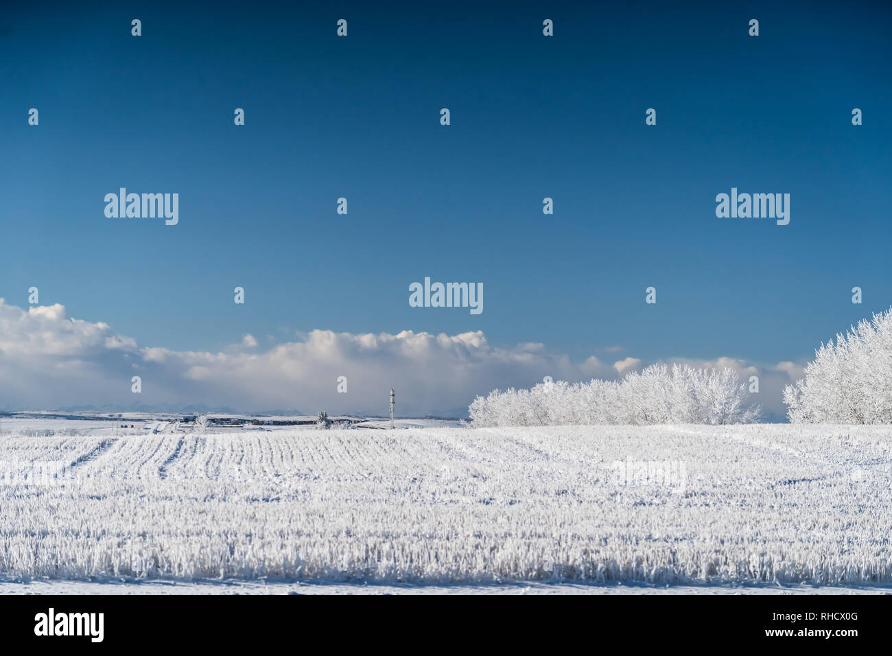 Calgary alberta canada trees covered hi-res stock photography and ...