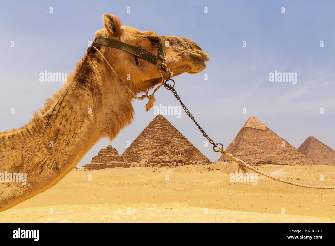 camel against Great pyramids of Giza, Egypt Stock Photo - Alamy