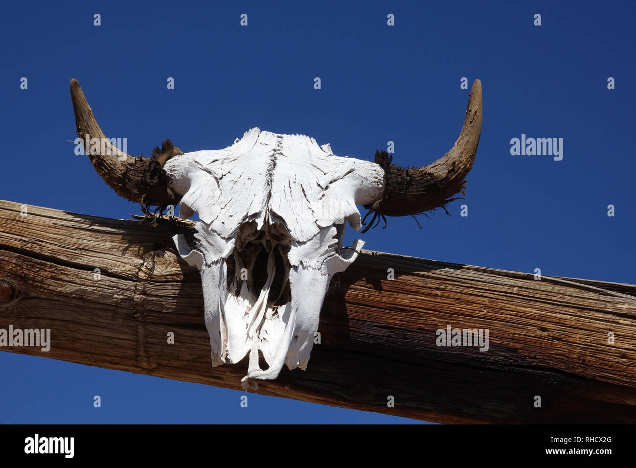 Desert skull arizona hi-res stock photography and images - Alamy
