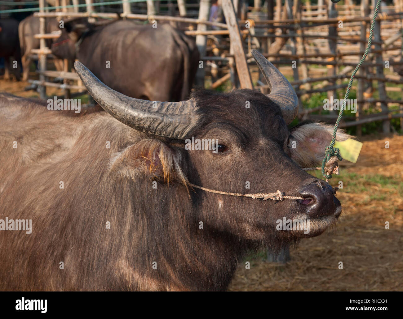 San patong hi-res stock photography and images - Alamy