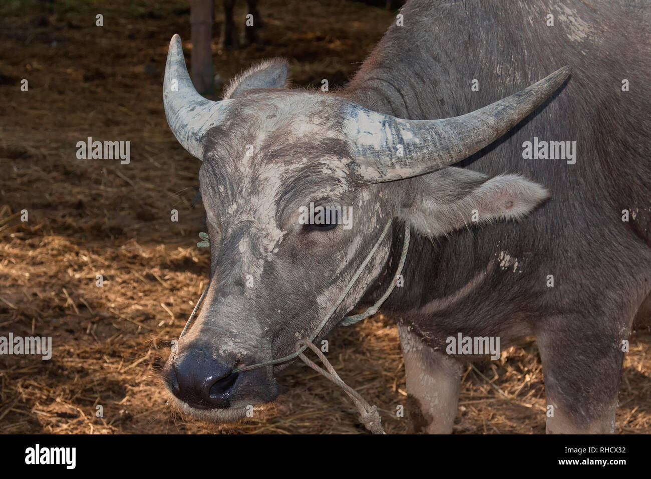 Chiang mai water buffalo hi-res stock photography and images - Alamy