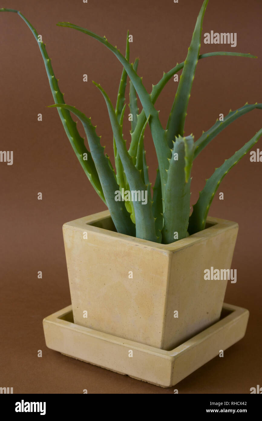 aloe vera plant potted in painted concrete pot on brown background ...