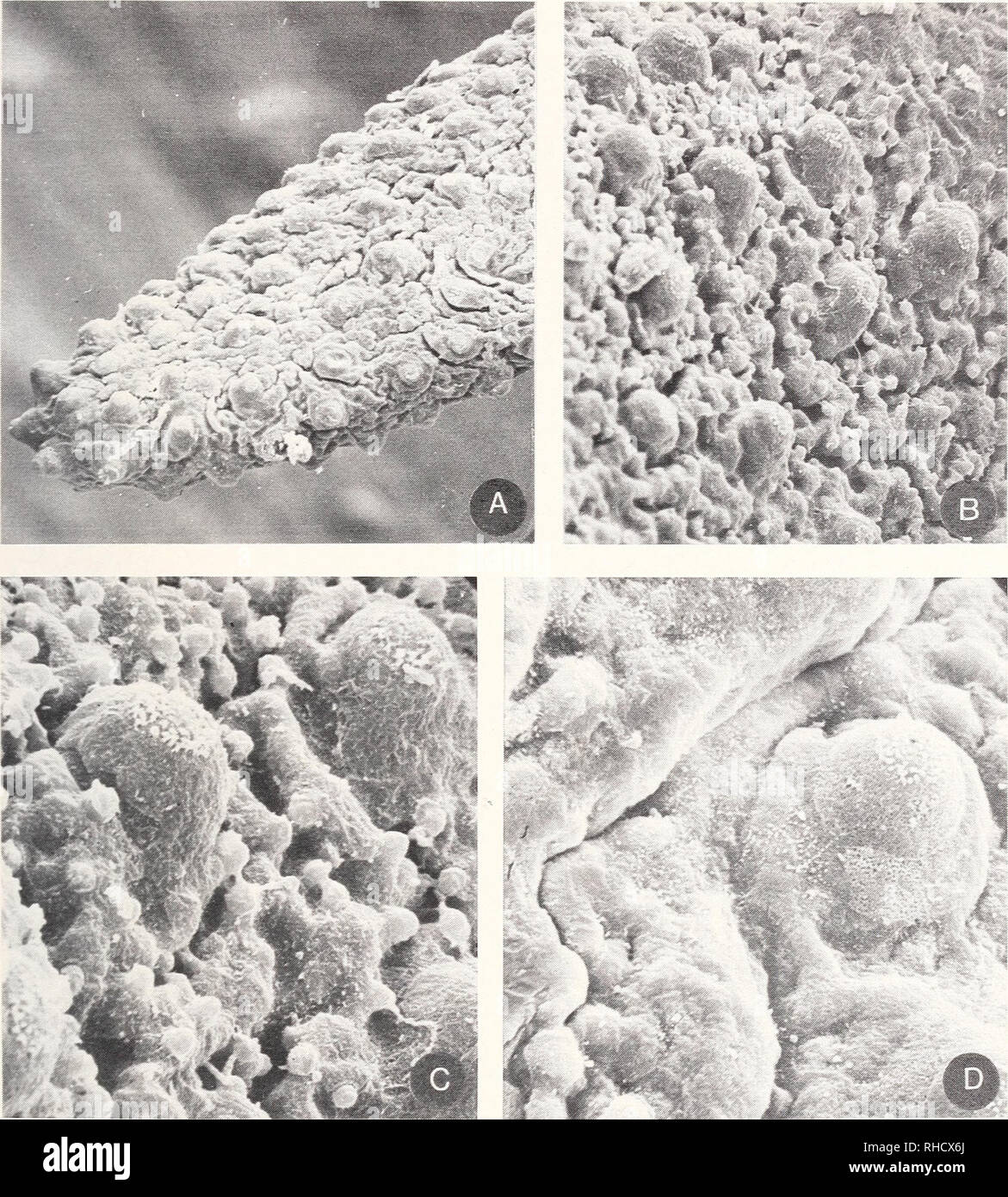 . Bonner zoologische Monographien. Zoology. 65. Flg.30; SHM ol ihc skin ...