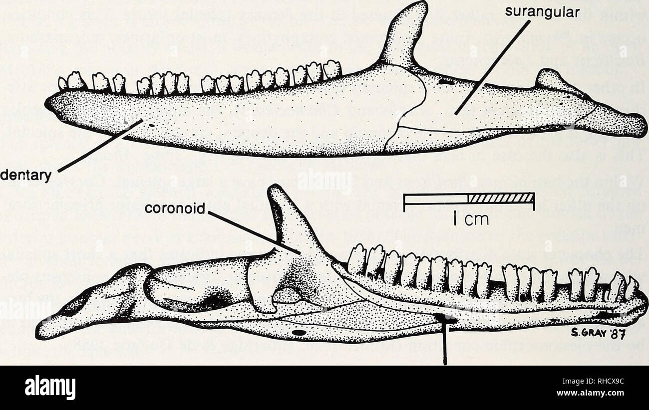. Bonner zoologische Monographien. Zoology. 72 mandibularis externus ...