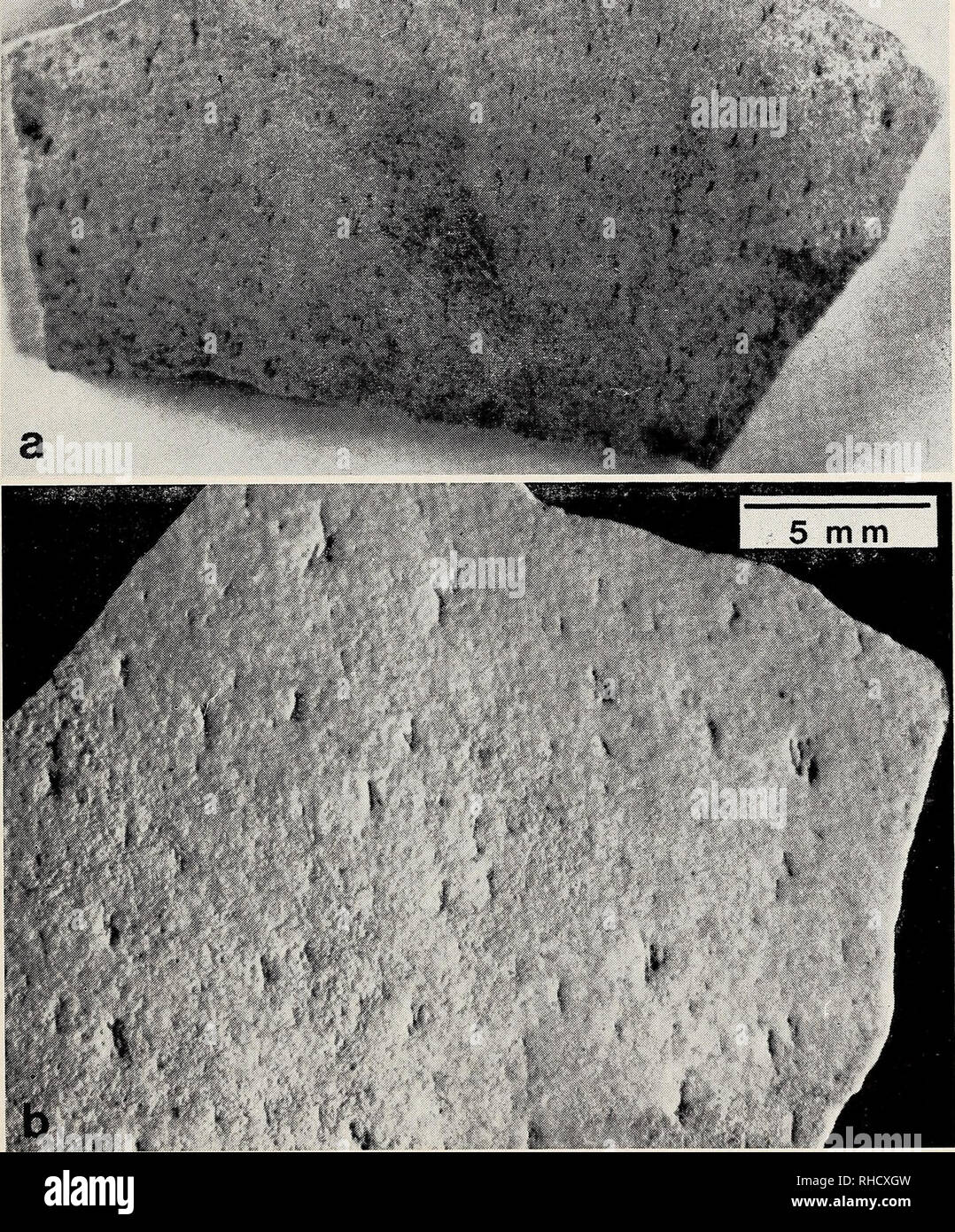 Eggshell pores hi-res stock photography and images - Alamy