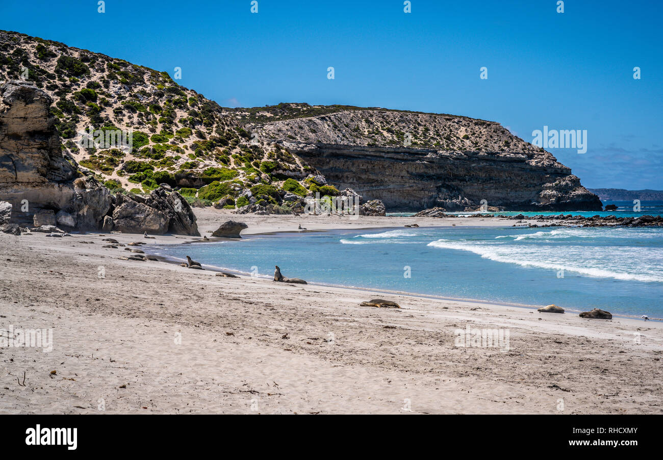 Seal bay scenery on Kangaroo Island South Australia with resting ...