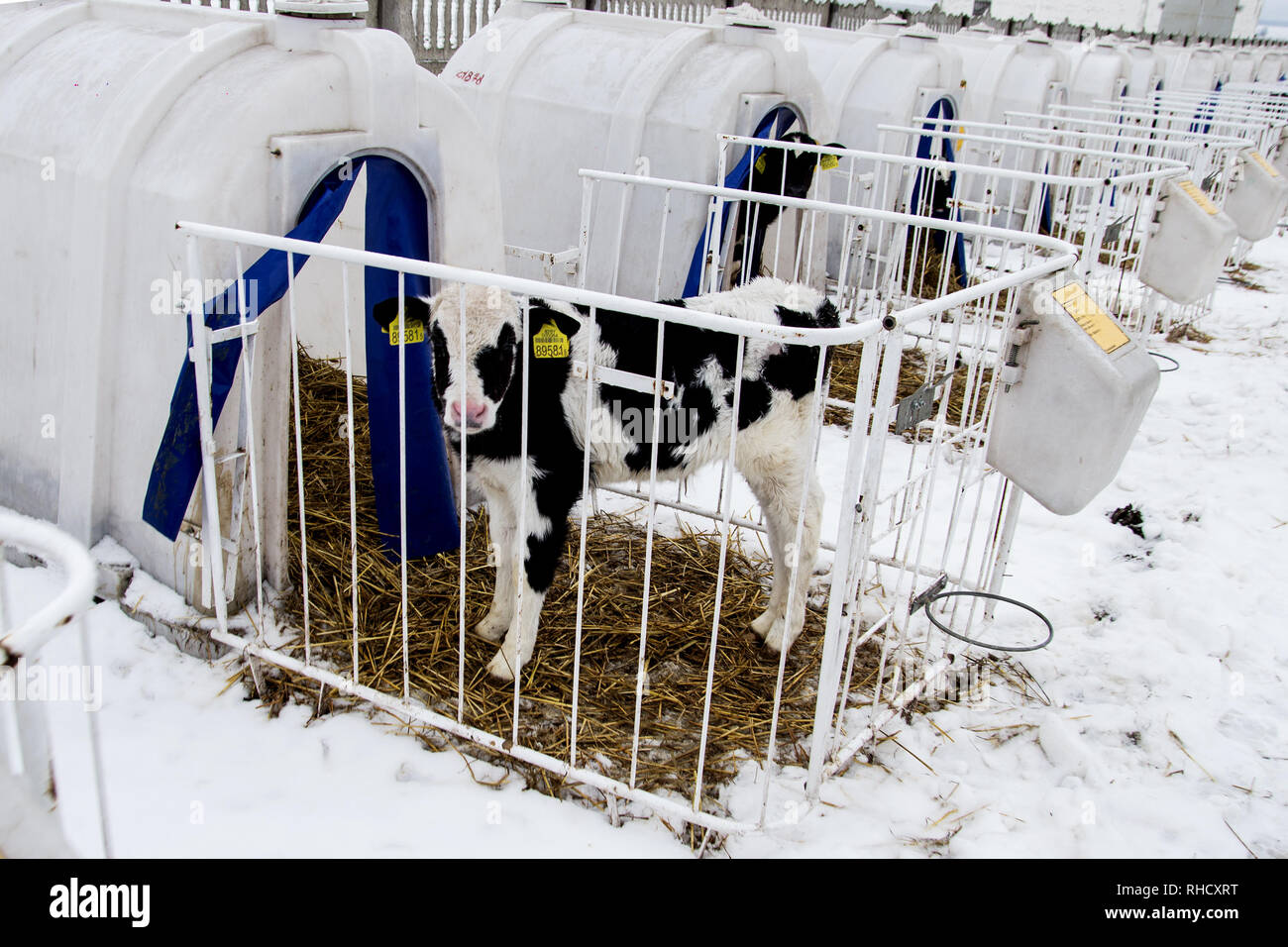 Little calf hi-res stock photography and images - Alamy