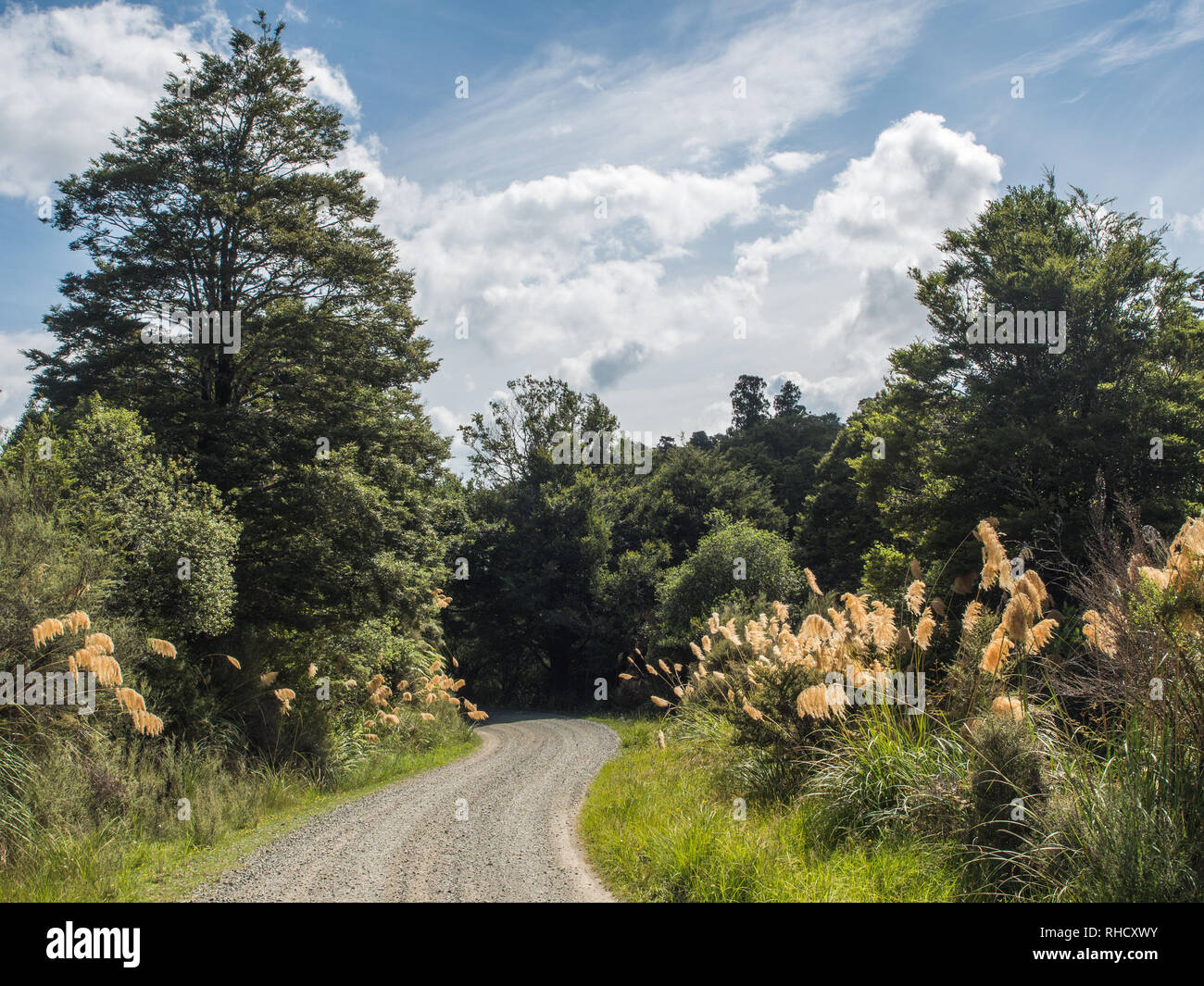 North island road through bush hi-res stock photography and images - Alamy