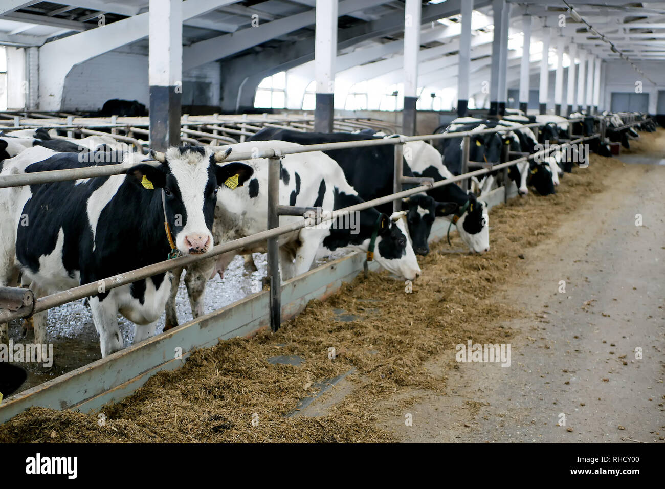 Small girl milking hi-res stock photography and images - Alamy