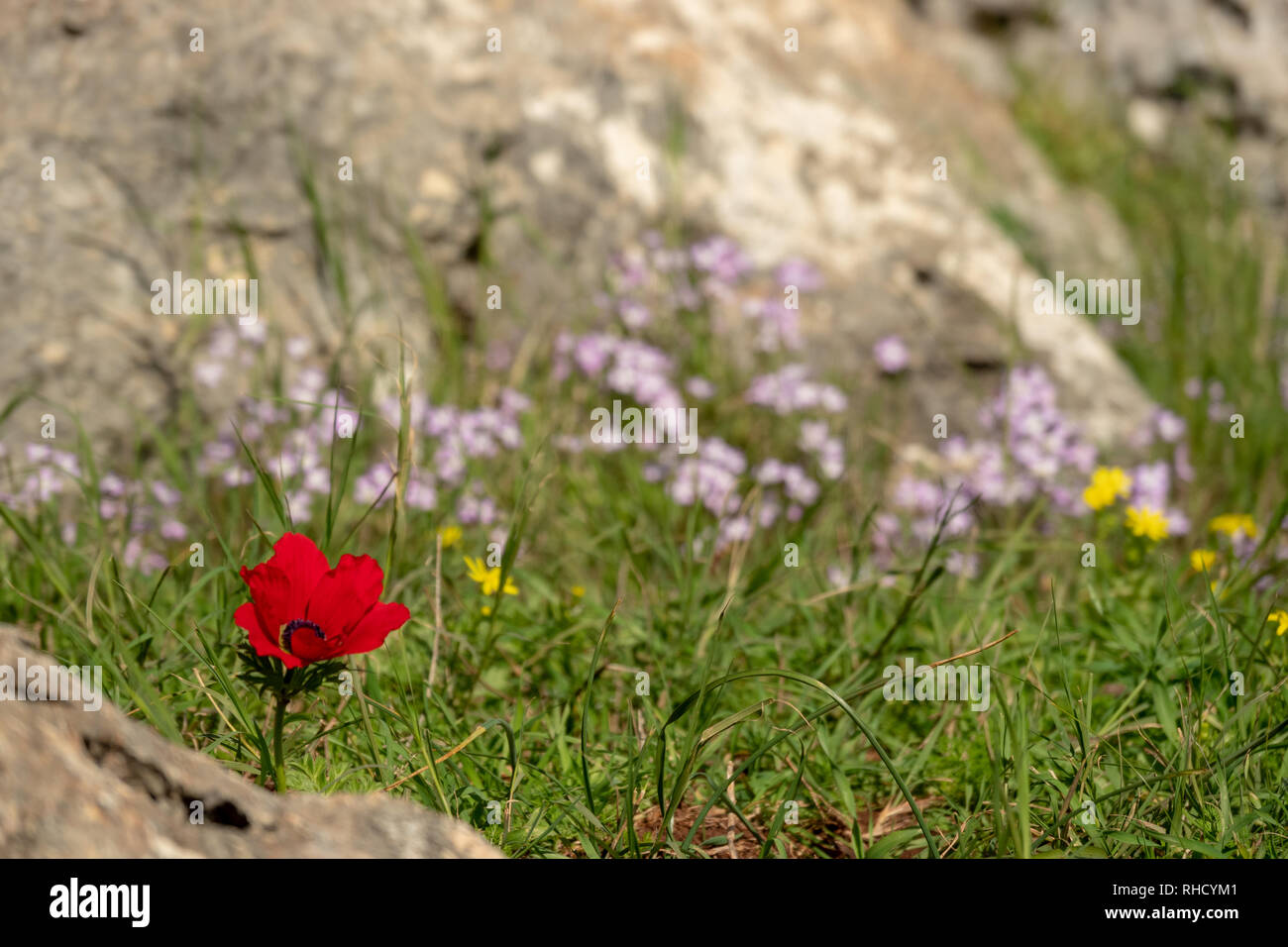 Israel galilee poppy hi-res stock photography and images - Alamy