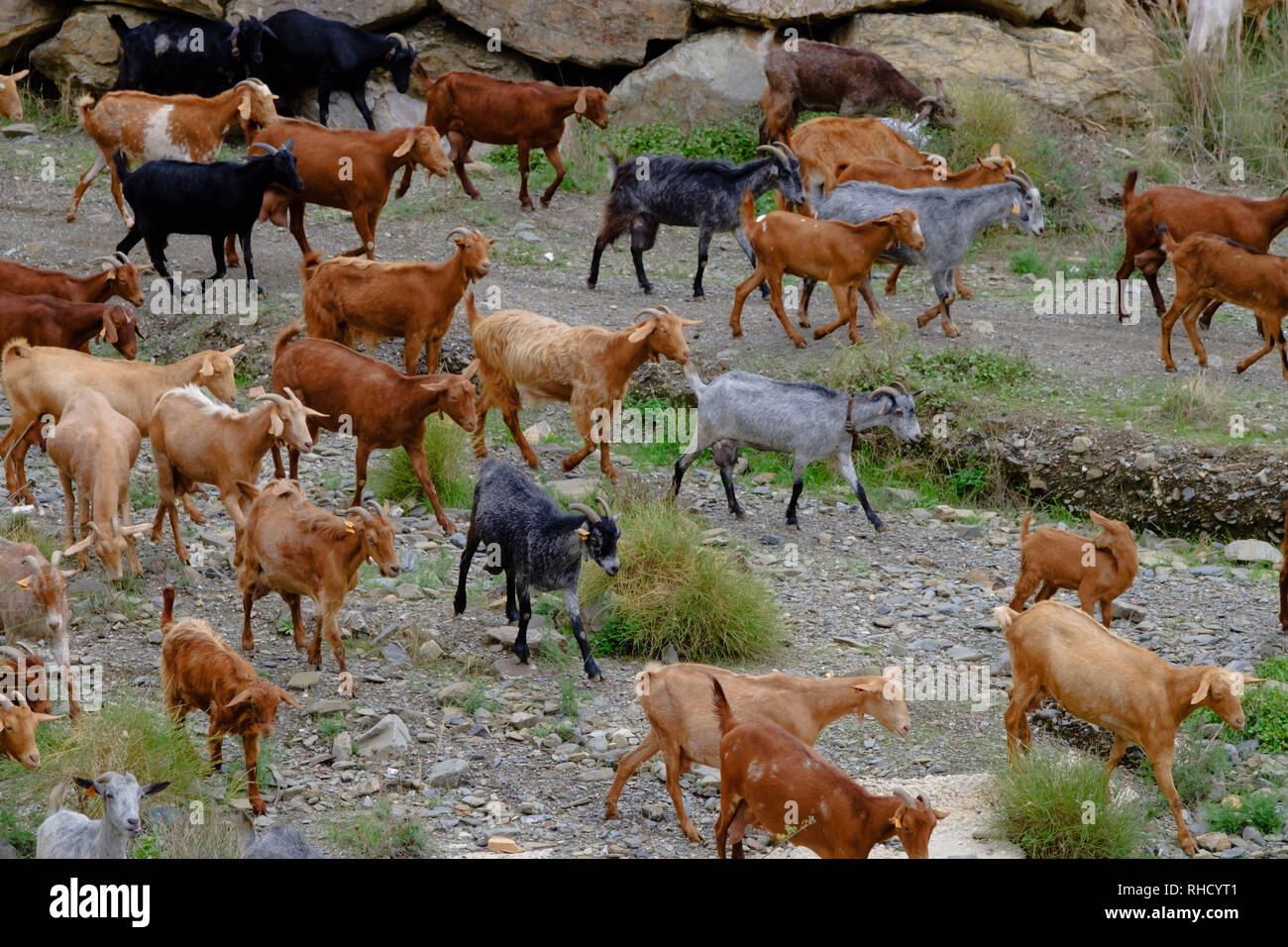 Goat herder in andalucia hi-res stock photography and images - Alamy