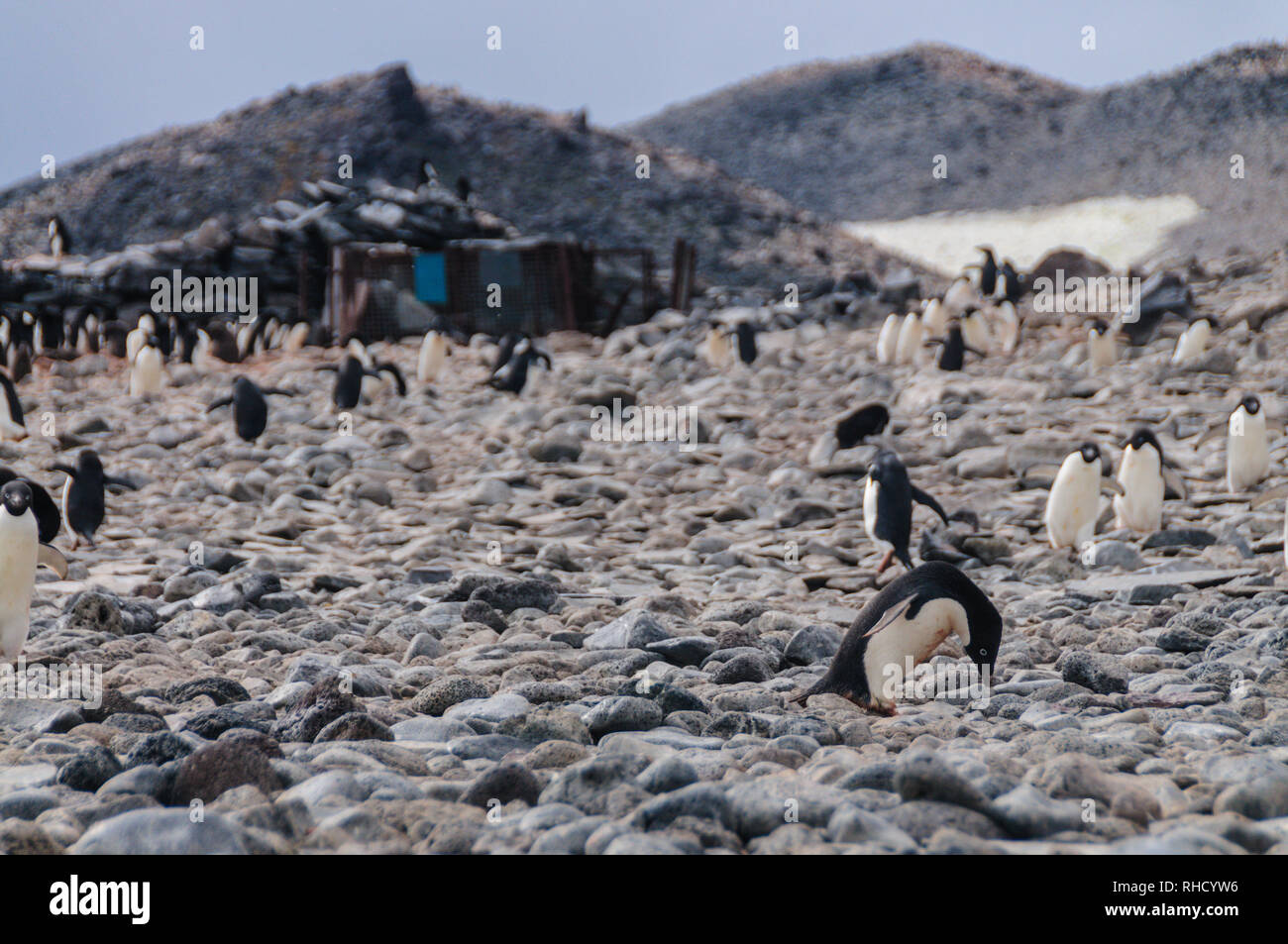 Penguins adelie colony iceberg background hi-res stock photography and ...