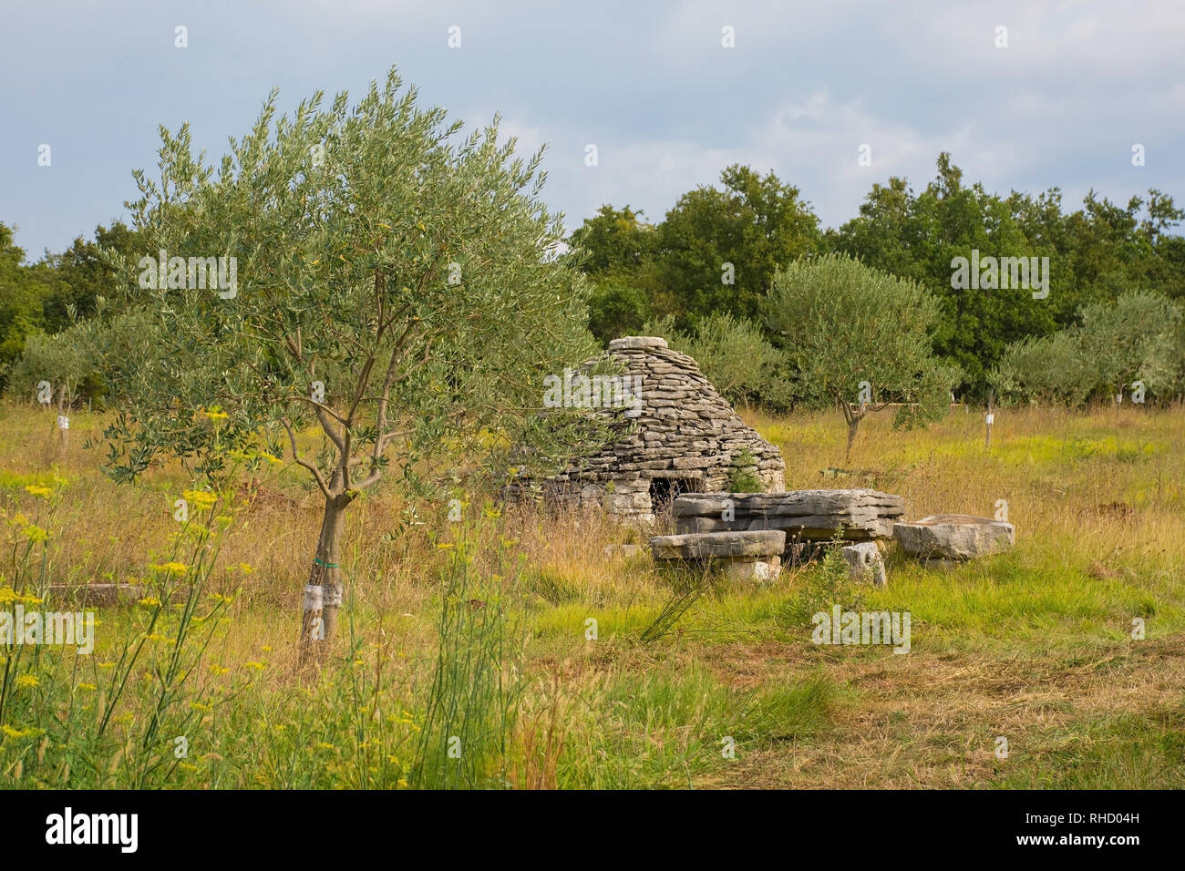 Kazuni hi-res stock photography and images - Alamy