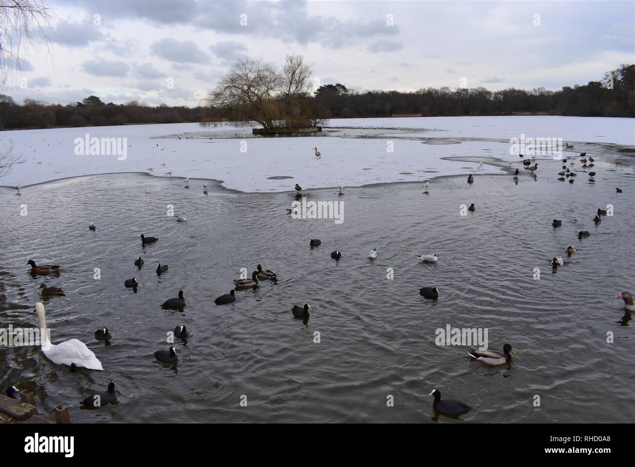 Wet ducks hi-res stock photography and images - Alamy