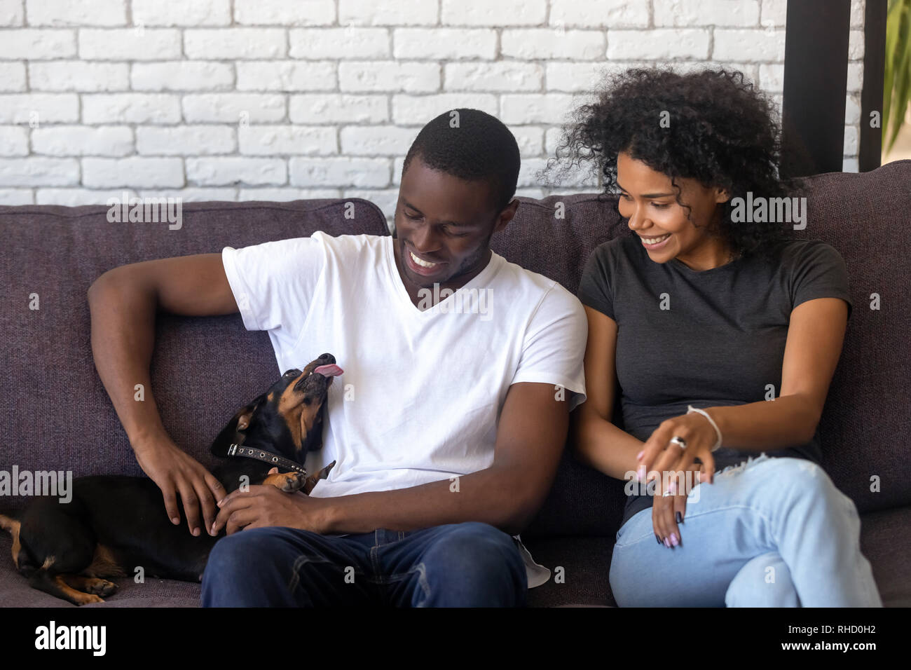 Happy african couple playing with dog together sitting on couch Stock ...