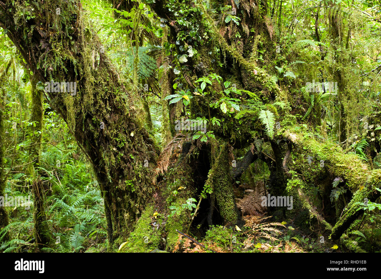 New Zealand rainforest south island Stock Photo - Alamy