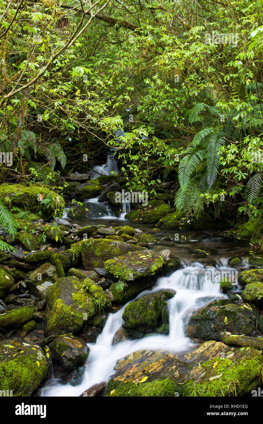 New Zealand rainforest south island Stock Photo - Alamy