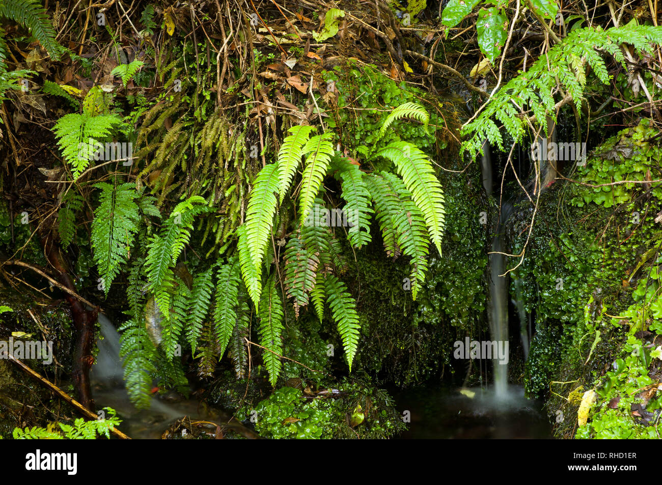 New Zealand rainforest south island Stock Photo - Alamy
