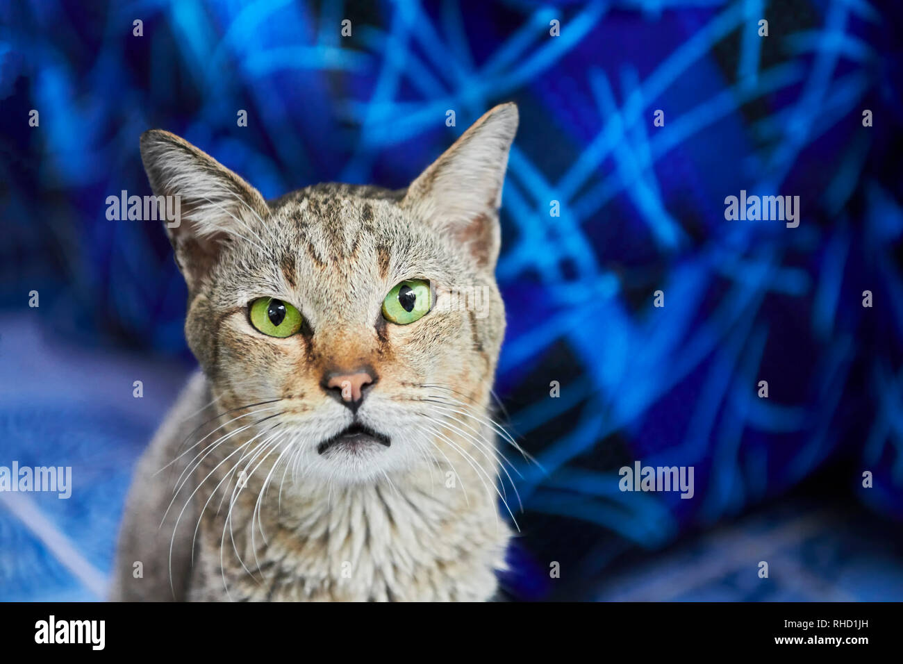Half profile portrait of a sitting green-eyed cat, in front of a blue ...