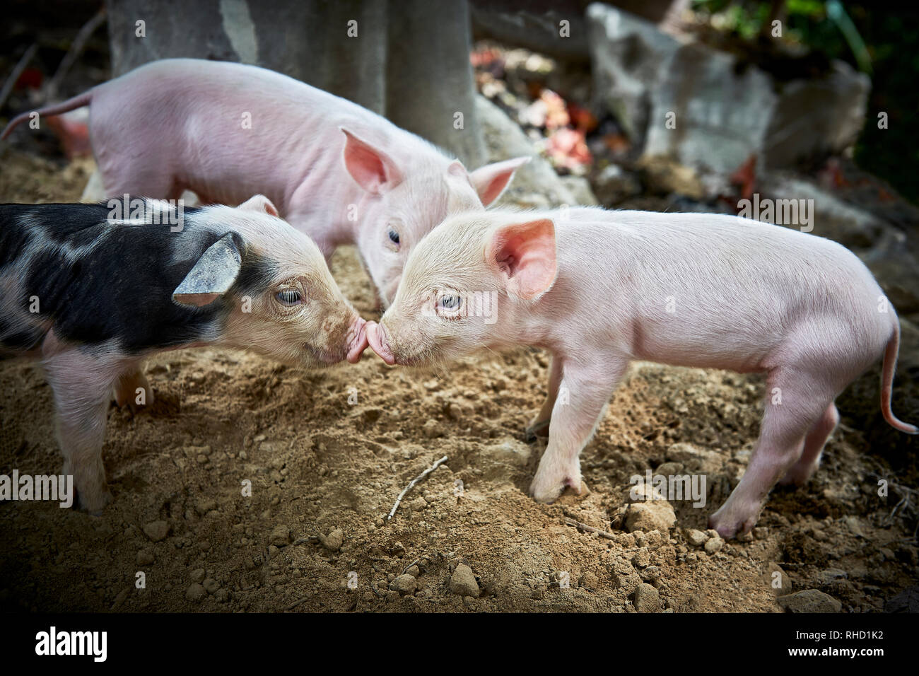 Three piglets playing outside a piggery in Port Barton, Palawan ...