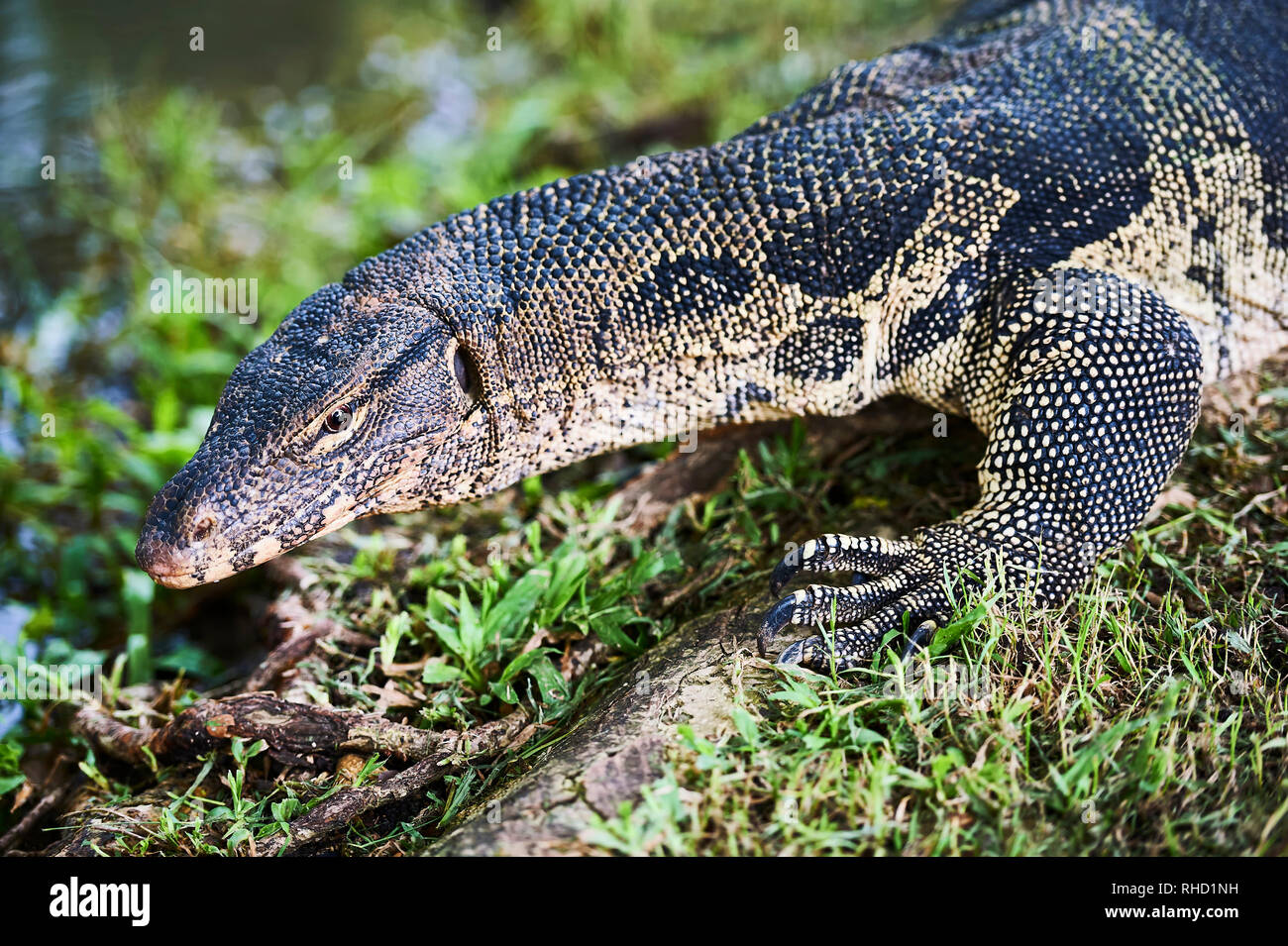 Half portrait of an older monitor lizard reptile walking on grass at ...