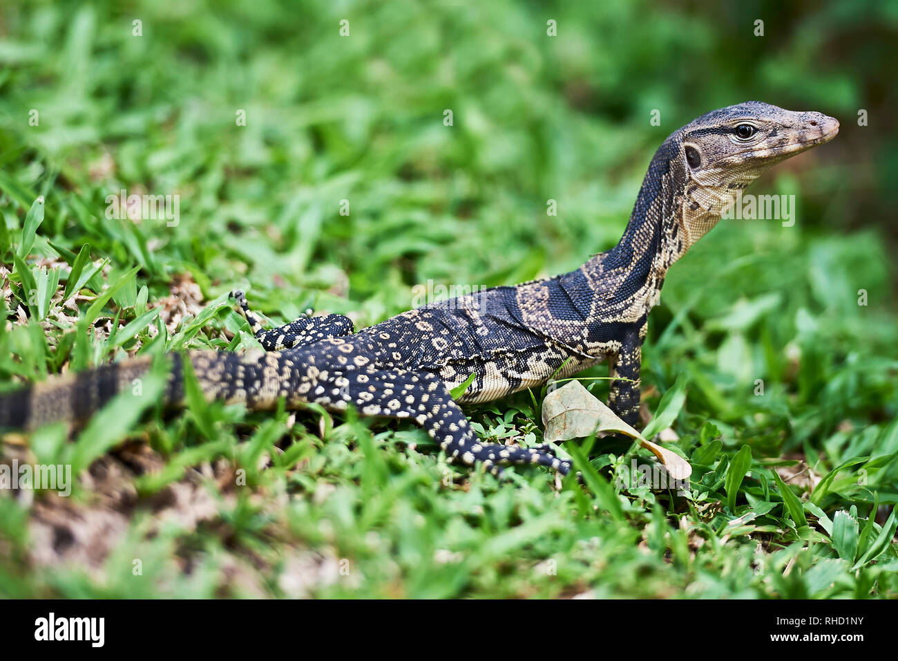 Half portrait of a young monitor lizard reptile walking on grass at ...