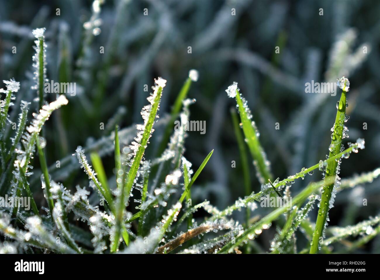Frost in the Morning Stock Photo - Alamy