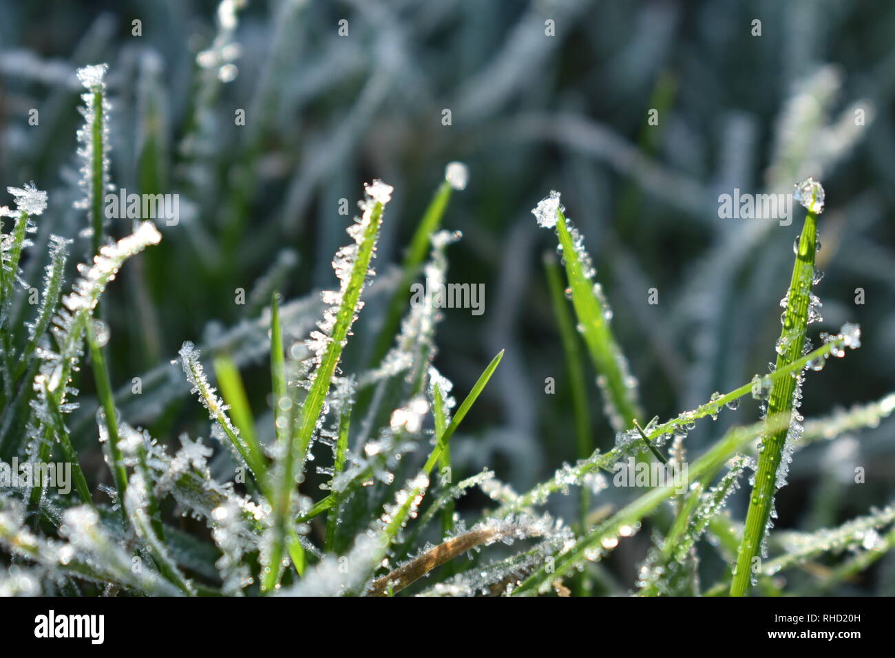Frost photos hi-res stock photography and images - Alamy