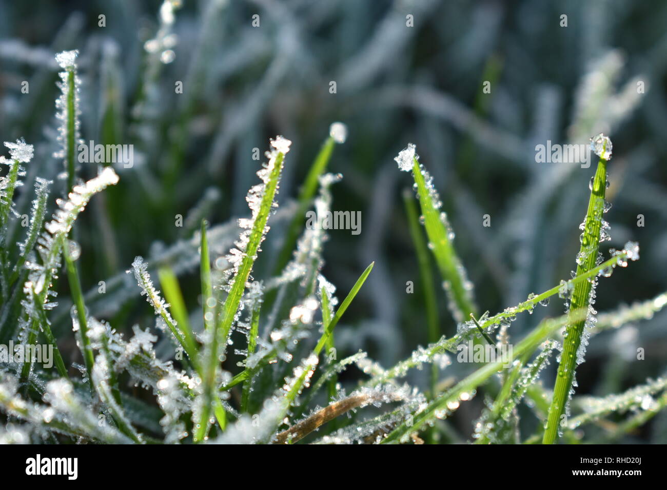 Frost morning flower hi-res stock photography and images - Alamy