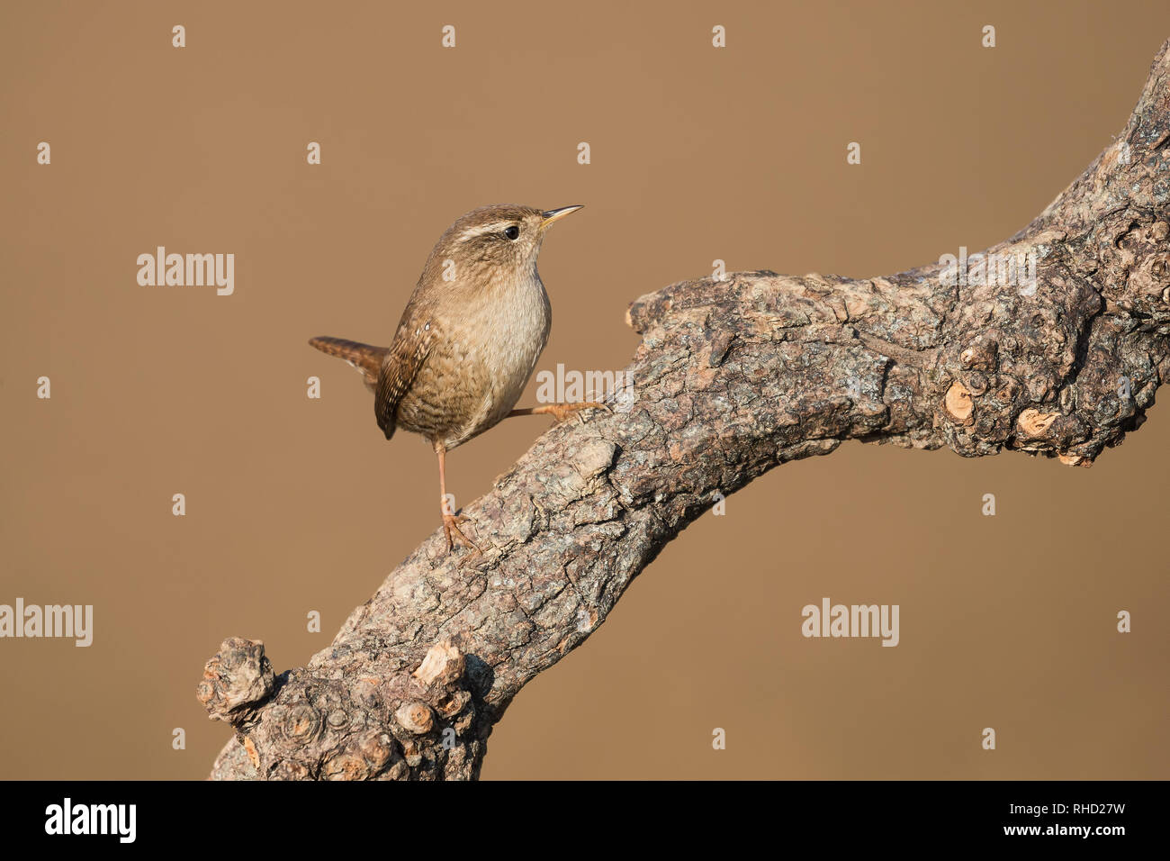 The cute Eurasian wren (Troglodytes troglodytes Stock Photo - Alamy