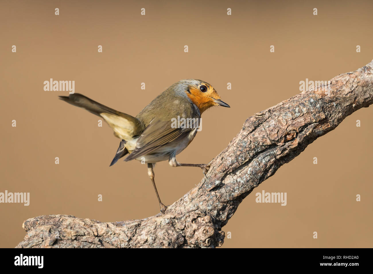 Beautiful portrait of European red robin (Erithacus rubecula Stock ...