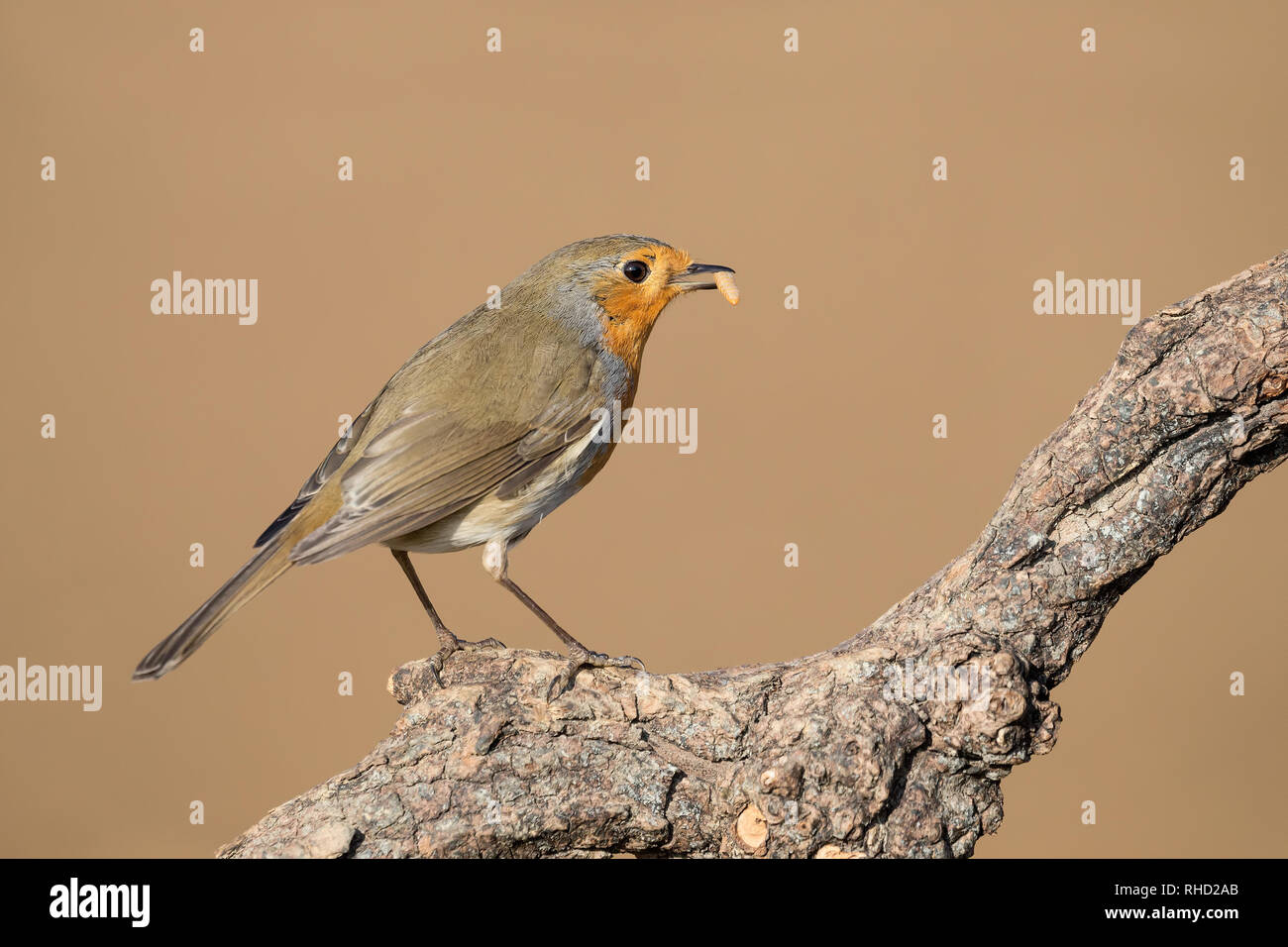 Erithacus rubecula hi-res stock photography and images - Alamy