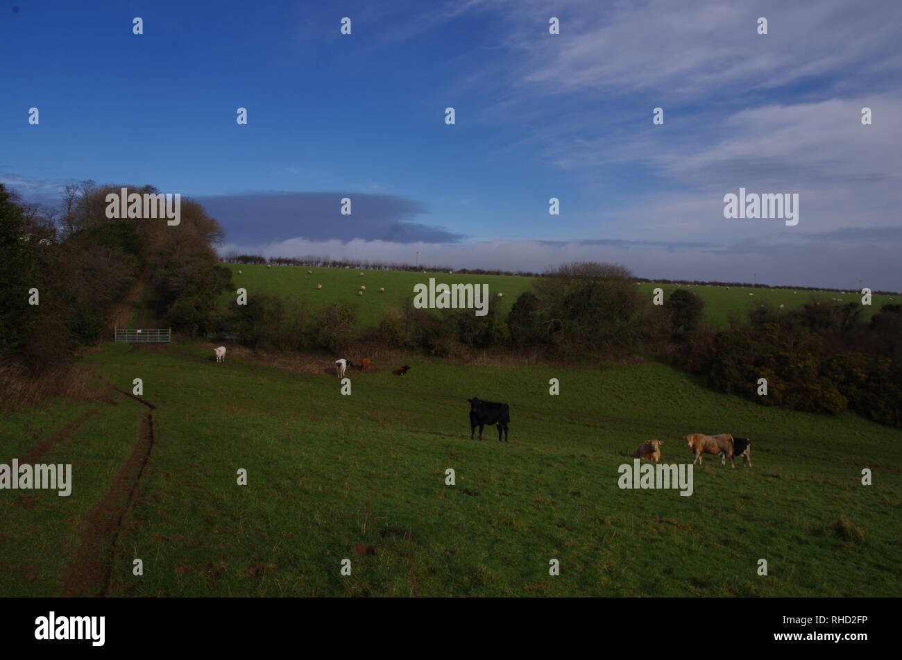 The Macmillan Way. Long-distance trail. Dorset. England. UK Stock Photo ...