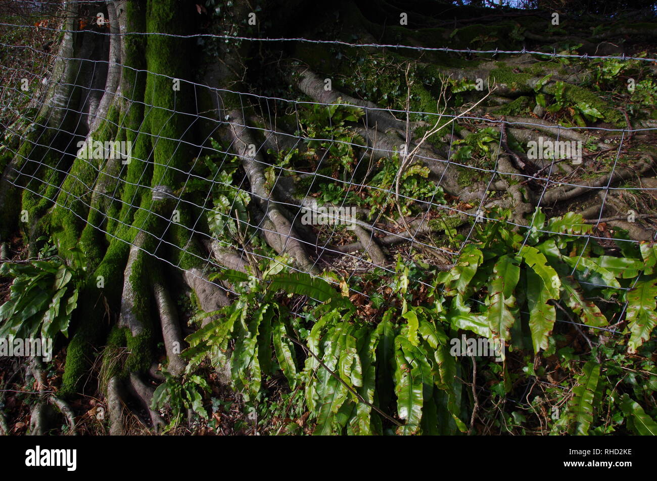 Compton Valence. The Macmillan Way. Long-distance trail. Dorset ...