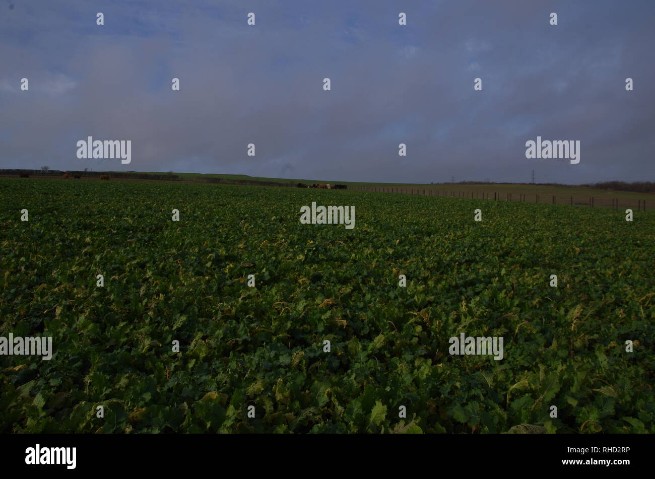 The Macmillan Way. Long-distance trail. Dorset. England. UK Stock Photo ...