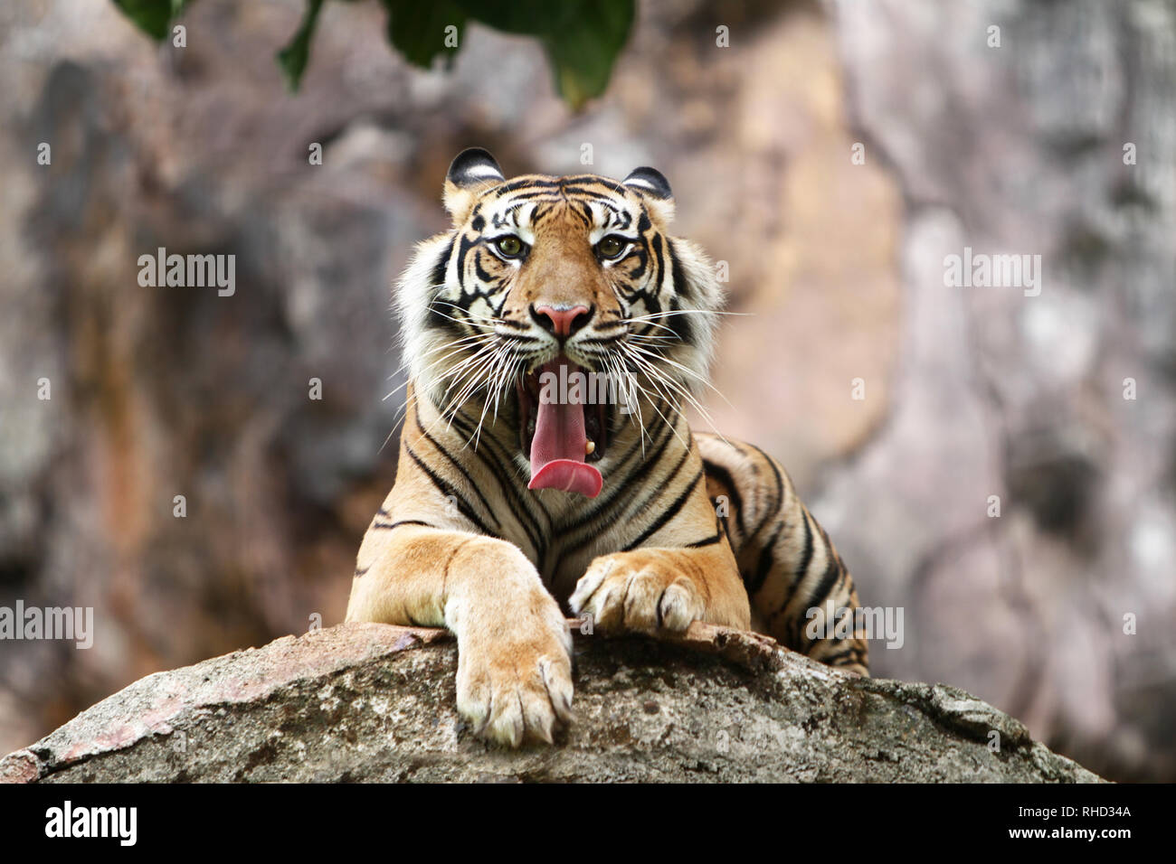 Yawn mammals hi-res stock photography and images - Alamy