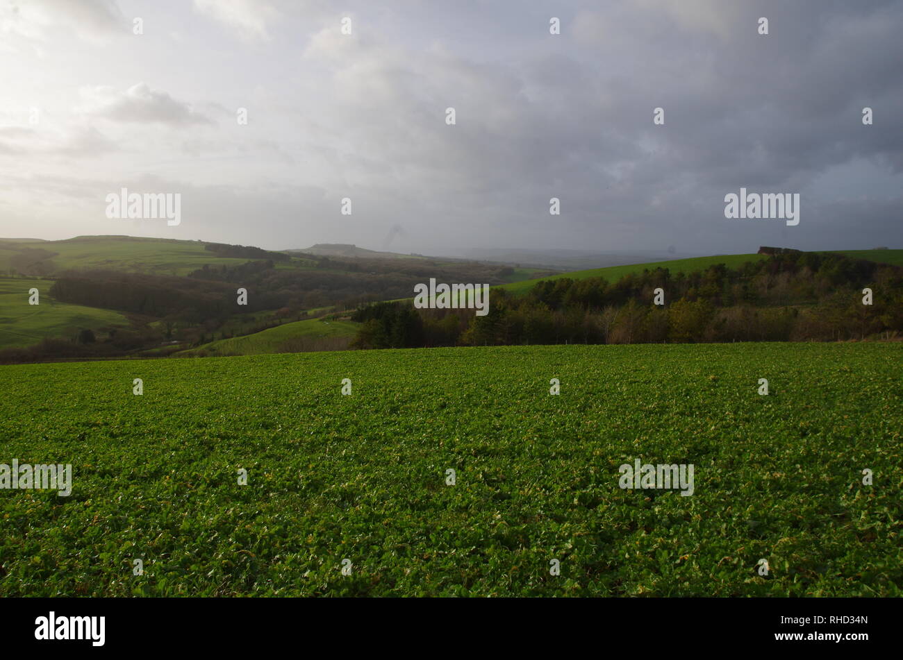 The Macmillan Way. Long-distance trail. Dorset. England. UK Stock Photo ...