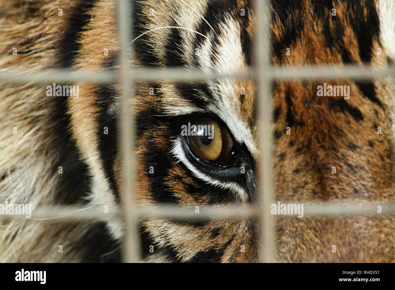 Tiger scratch hi-res stock photography and images - Alamy