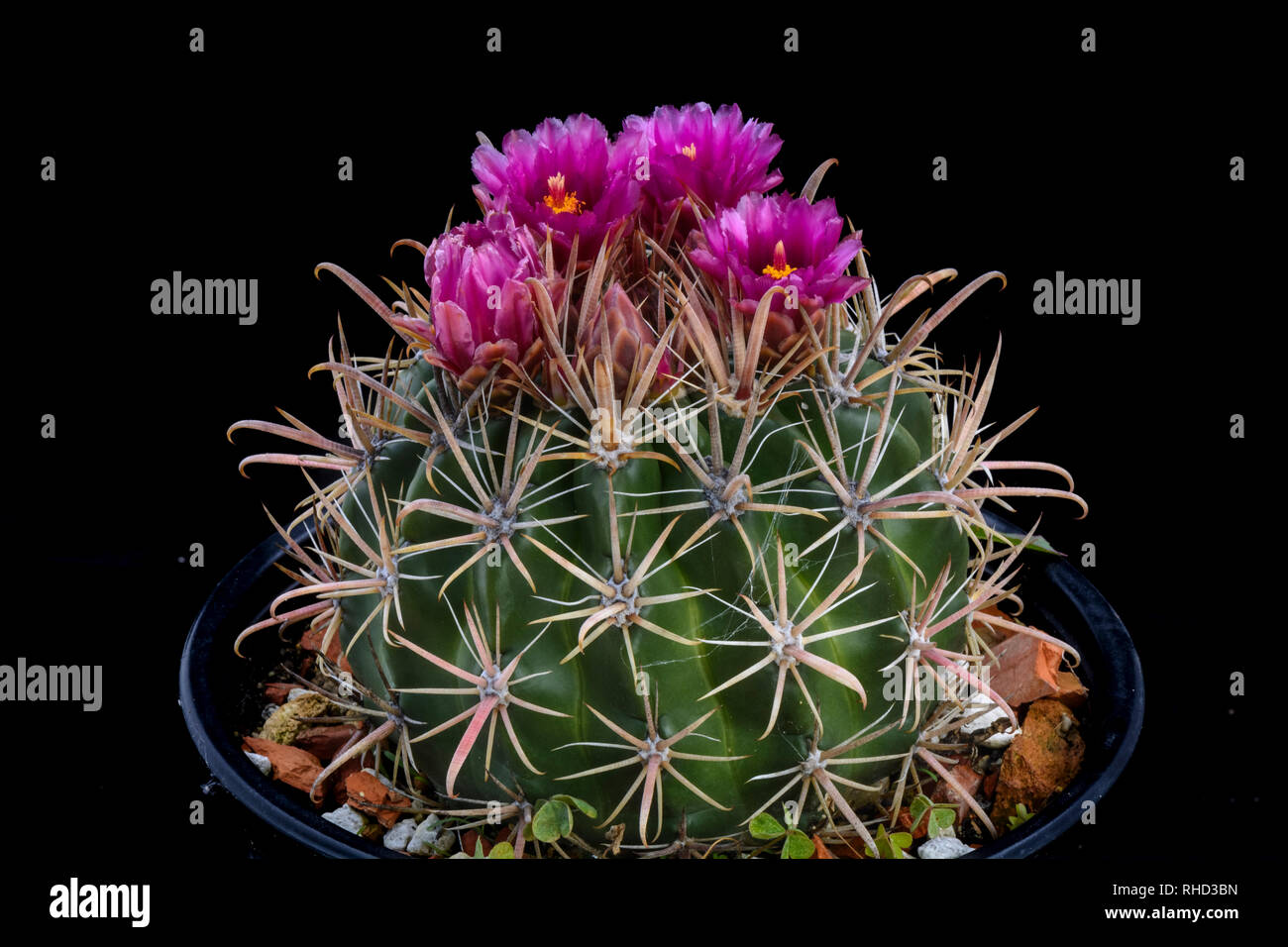 Cactus Ferocactus fordii with flower isolated on Black Stock Photo - Alamy